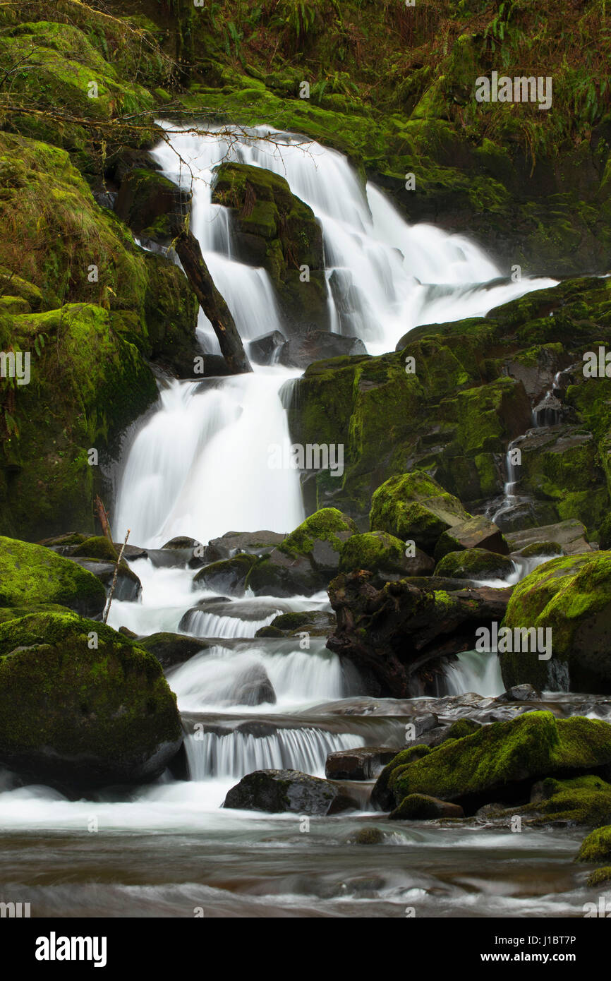 Sweet Creek Falls along Sweet Creek Falls Trail, Siuslaw National ...