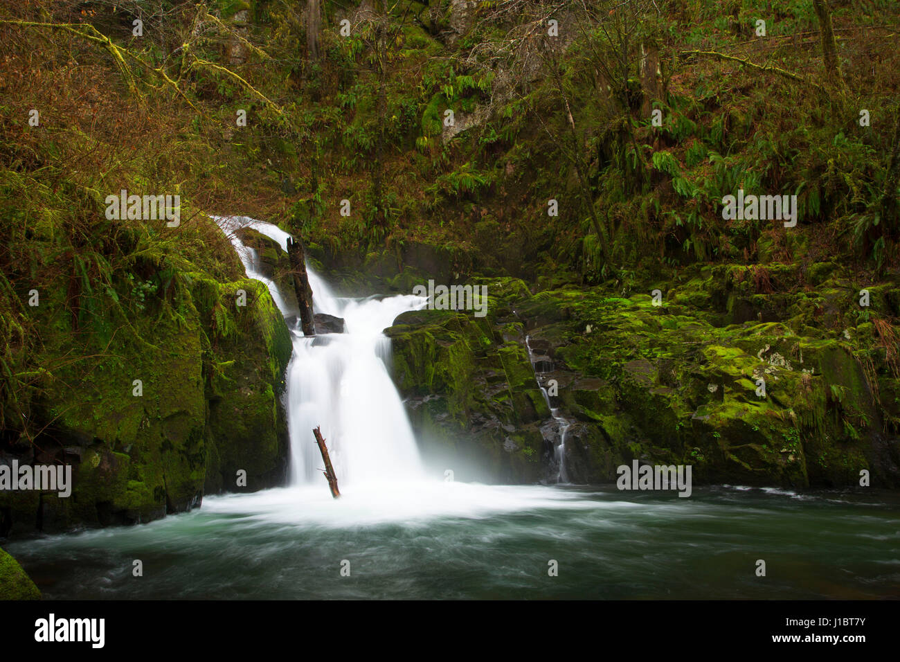 Sweet Creek Falls along Sweet Creek Falls Trail, Siuslaw National ...