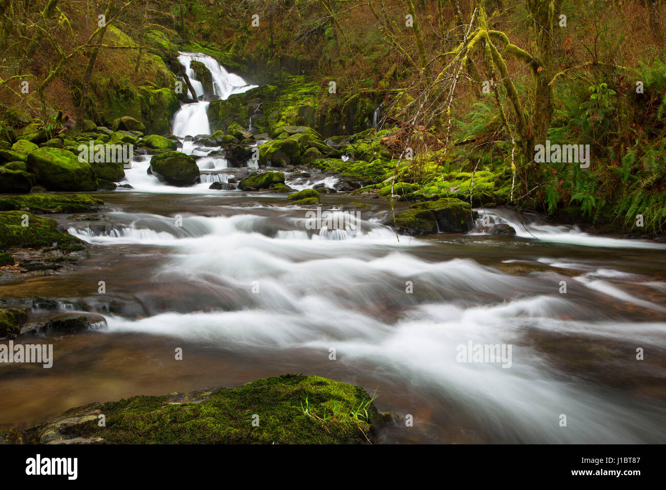 Sweet Creek Falls along Sweet Creek Falls Trail, Siuslaw National ...