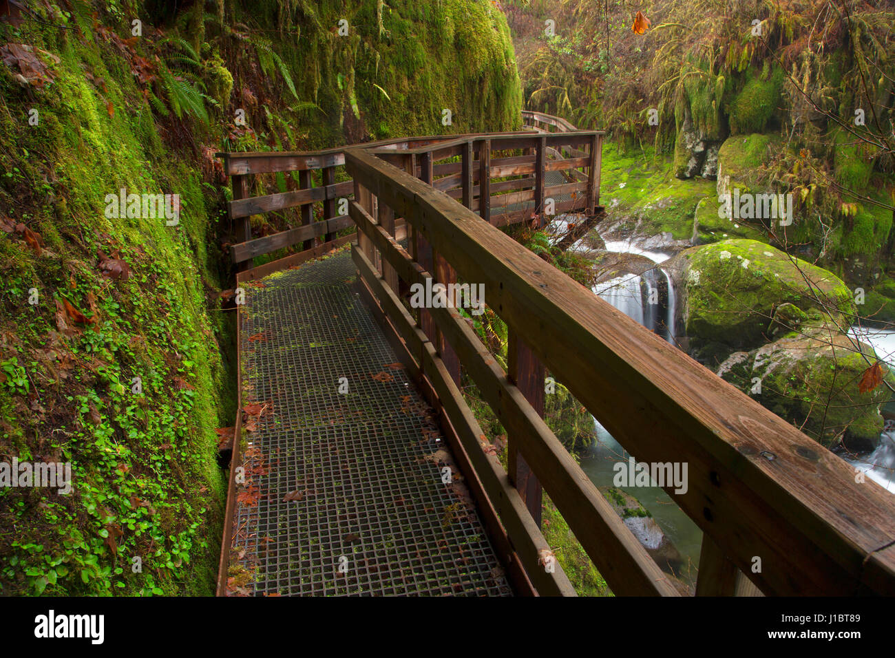 Catwalk along Sweet Creek Falls Trail, Siuslaw National Forest, Oregon ...