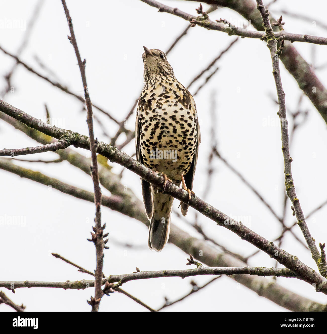 Thrush feathers chest bird hi-res stock photography and images - Alamy