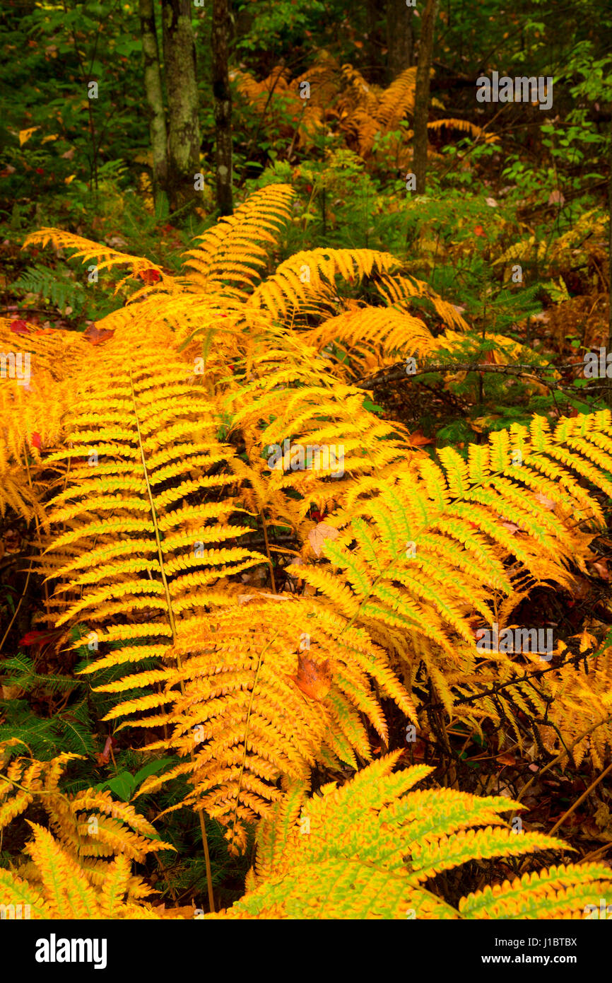 Ferns, Brule River State Forest, Wisconsin Stock Photo - Alamy