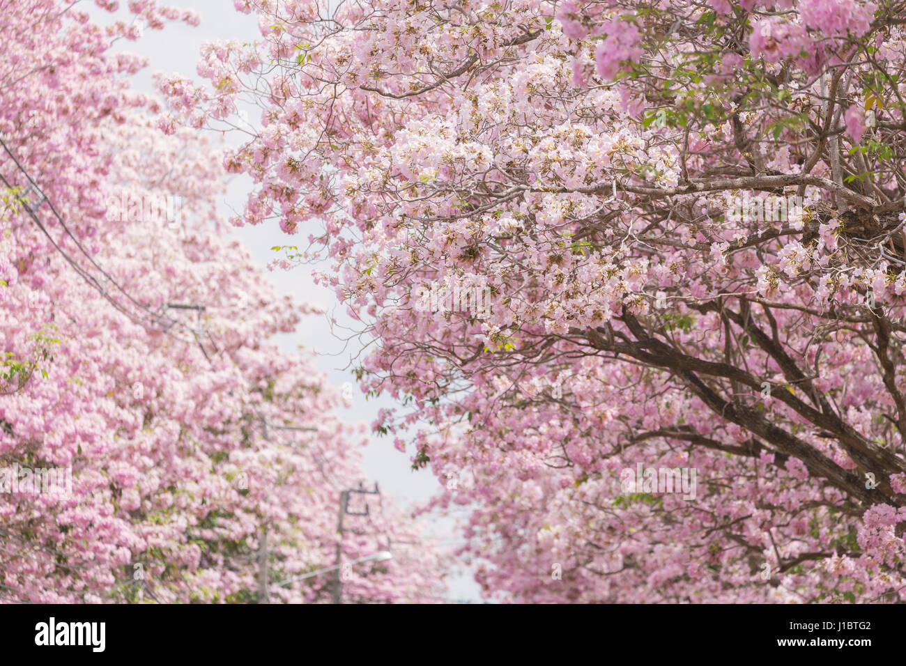 Pink Tabebuia rosea flower on top of tree which blooming in summer. In ...
