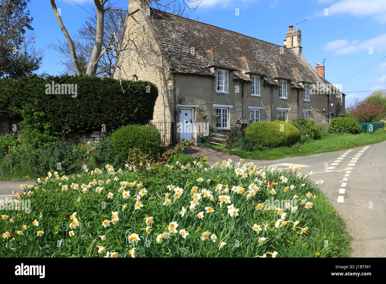 Spring Daffodils, Wadenhoe village green, Northamptonshire, England, UK ...