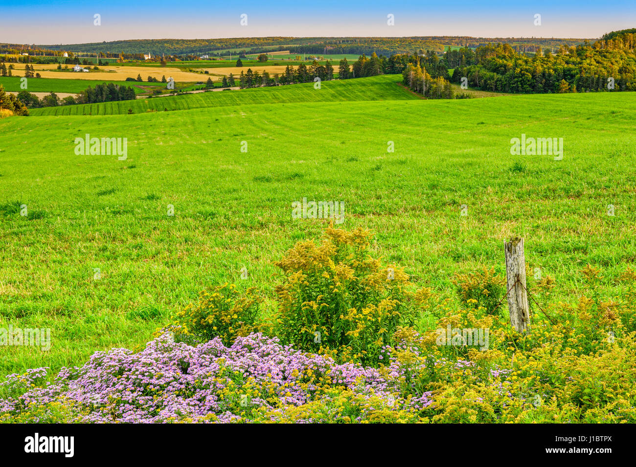 Wild flowers in Prince Edward Island, Canada Stock Photo - Alamy