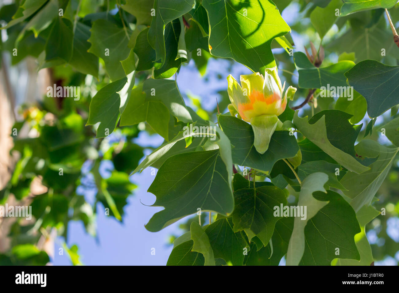 American tulip tree Stock Photo - Alamy