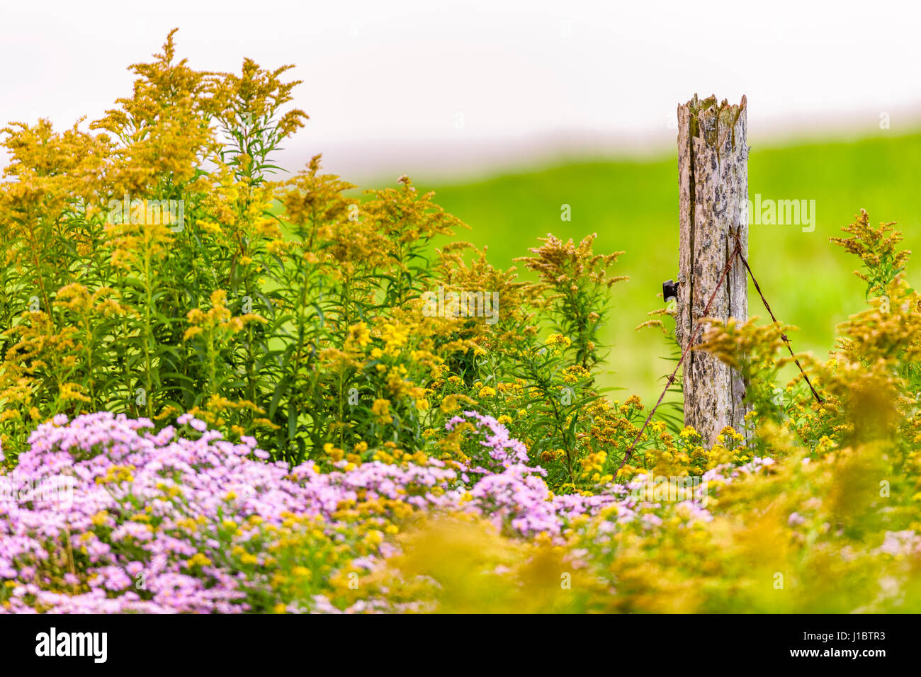 Wild flowers in Prince Edward Island, Canada Stock Photo - Alamy