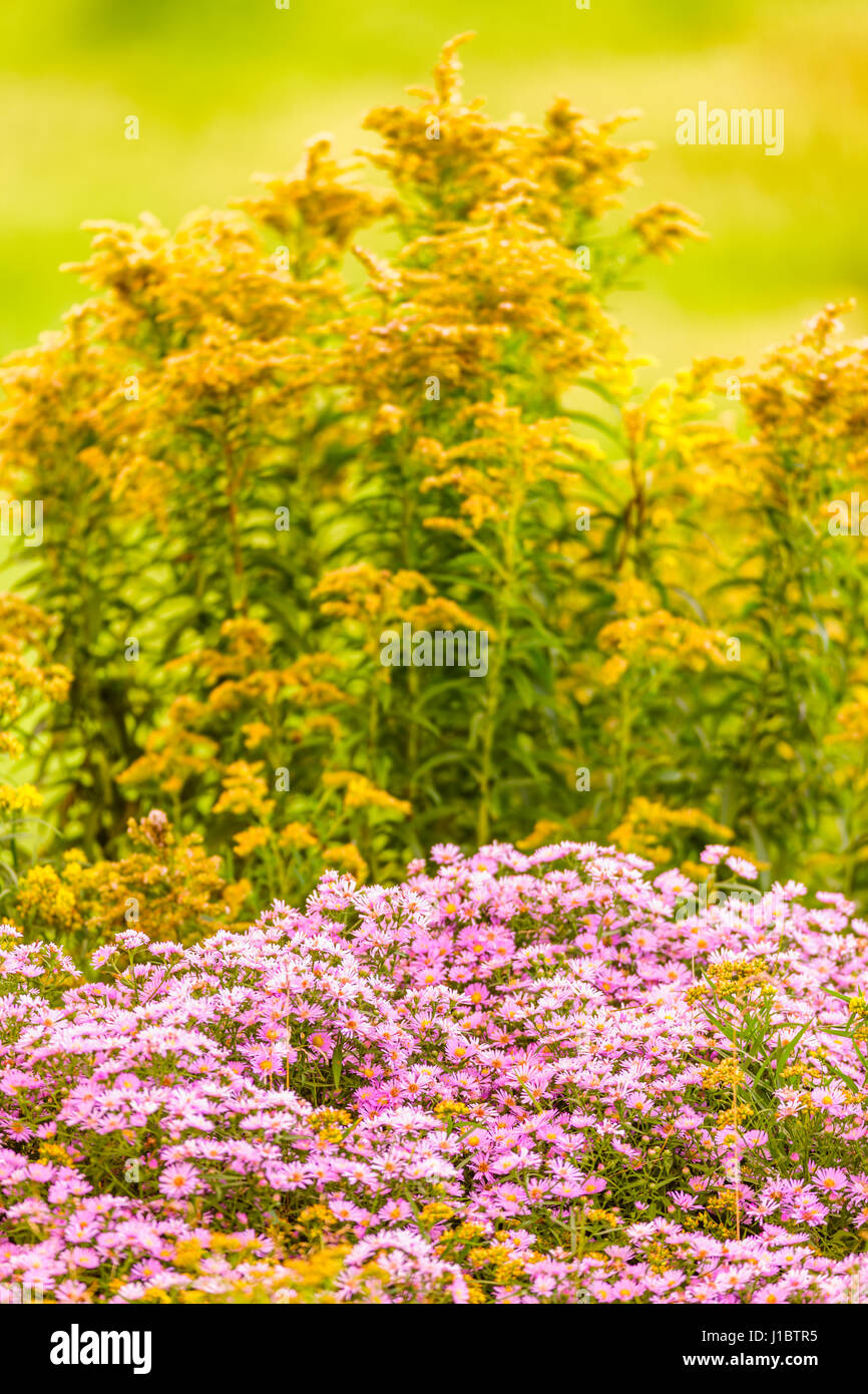 Wild flowers in Prince Edward Island, Canada Stock Photo - Alamy