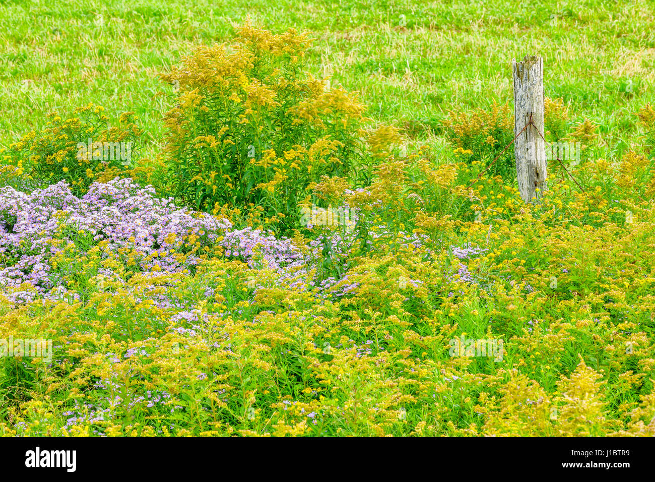 Wild flowers in Prince Edward Island, Canada Stock Photo - Alamy