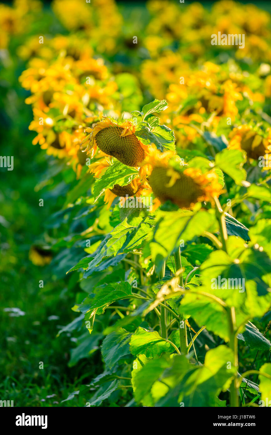 Coast sunflowers hi-res stock photography and images - Alamy