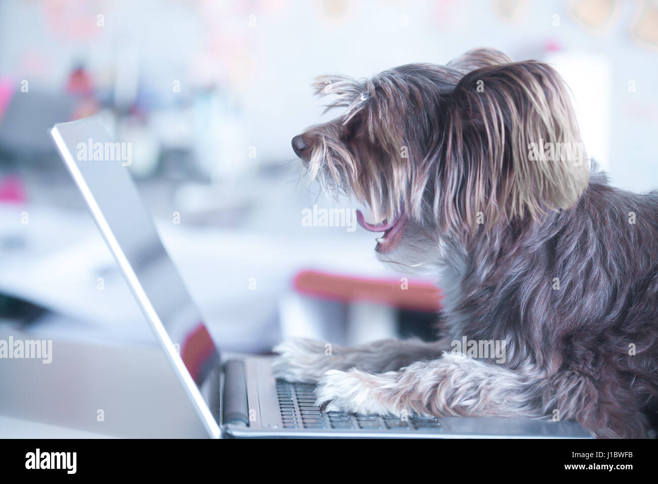 Closeup of a funny dog busy typing on a laptop Stock Photo - Alamy