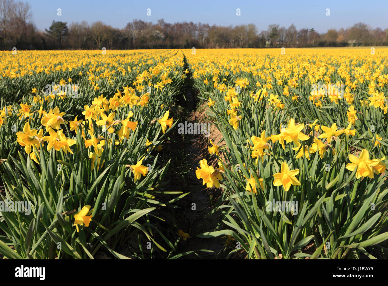 Fields of Spring Daffodil flowers, Fenland field near Spalding town ...