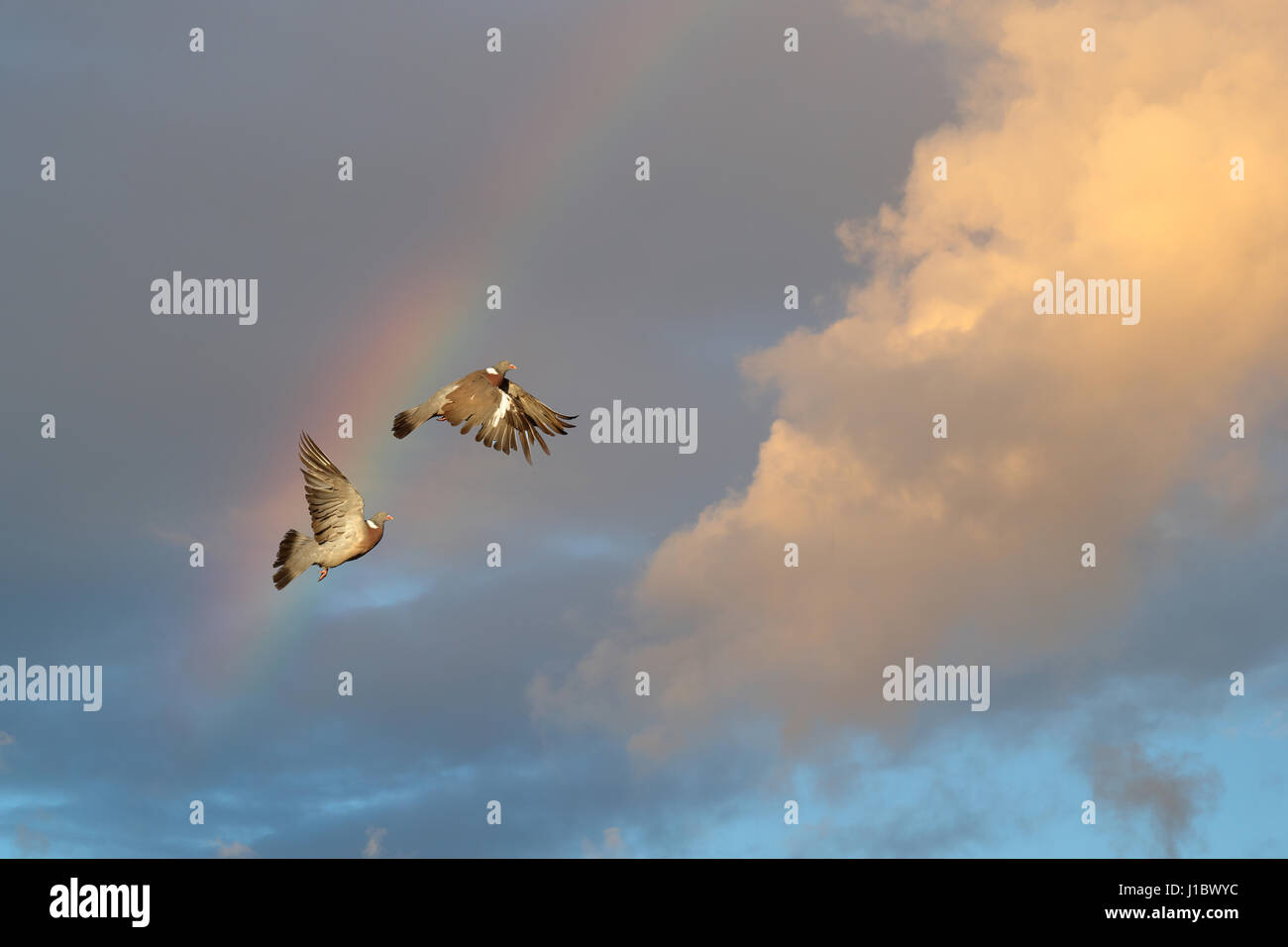 pigeons fly past rainbow Stock Photo - Alamy