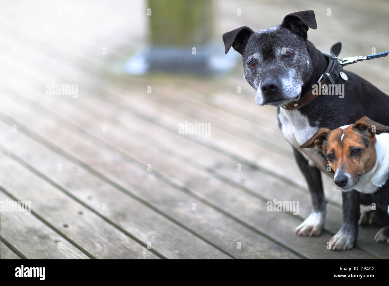 two dogs waiting patiently for their owners Stock Photo - Alamy