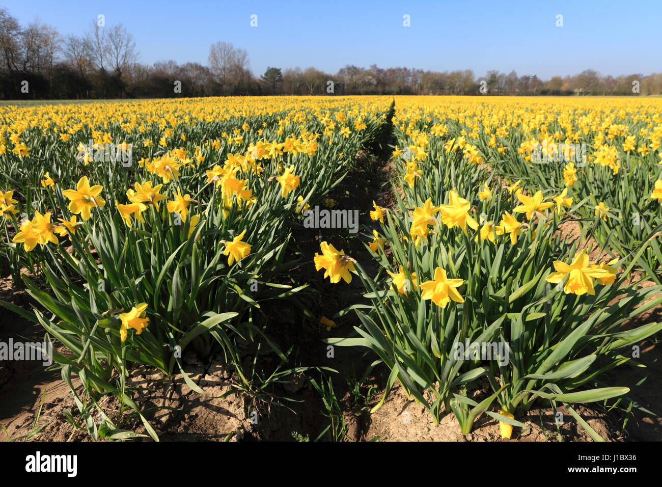 Fields of Spring Daffodil flowers, Fenland field near Spalding town ...