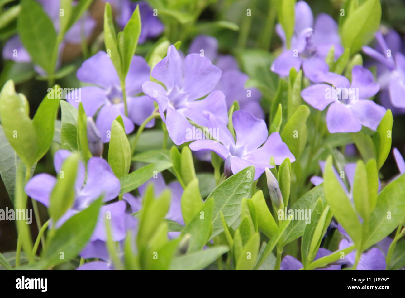 flower blossom field Stock Photo - Alamy