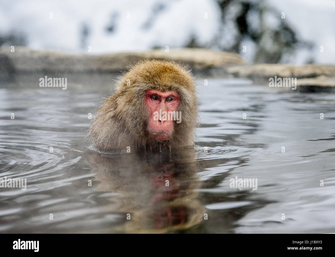 Monkey in japanese hot springs hi-res stock photography and images - Alamy