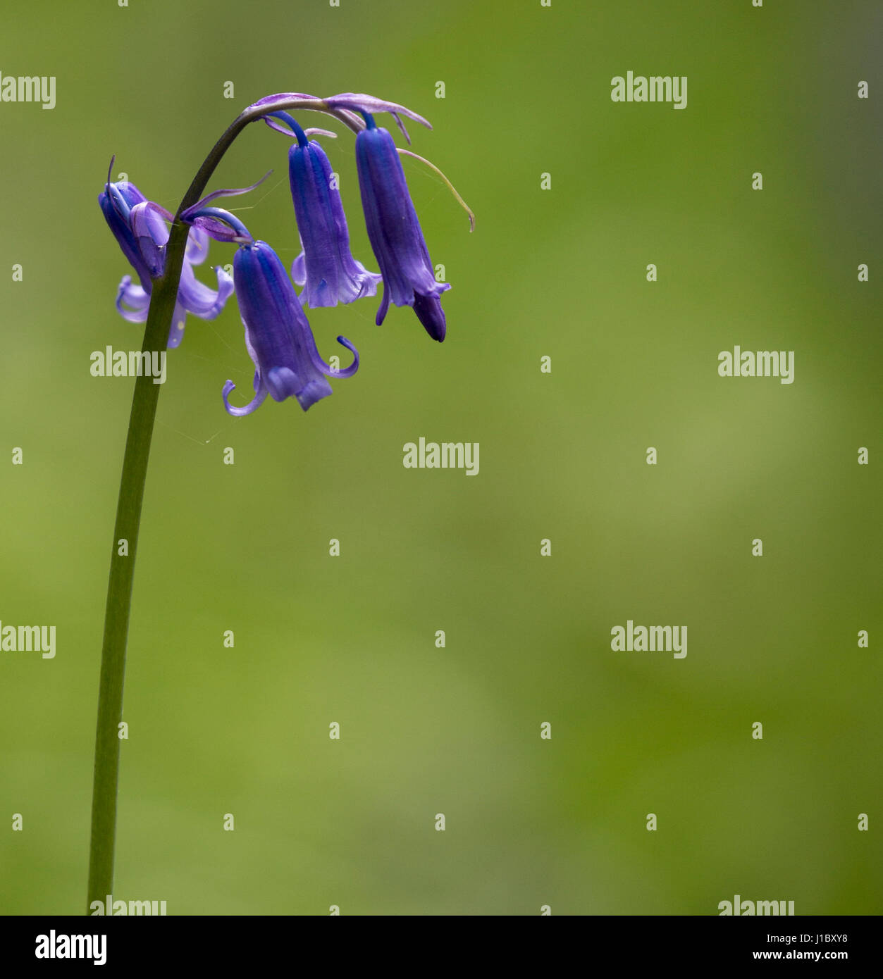 Hanging Bells Stock Photos & Hanging Bells Stock Images - Alamy