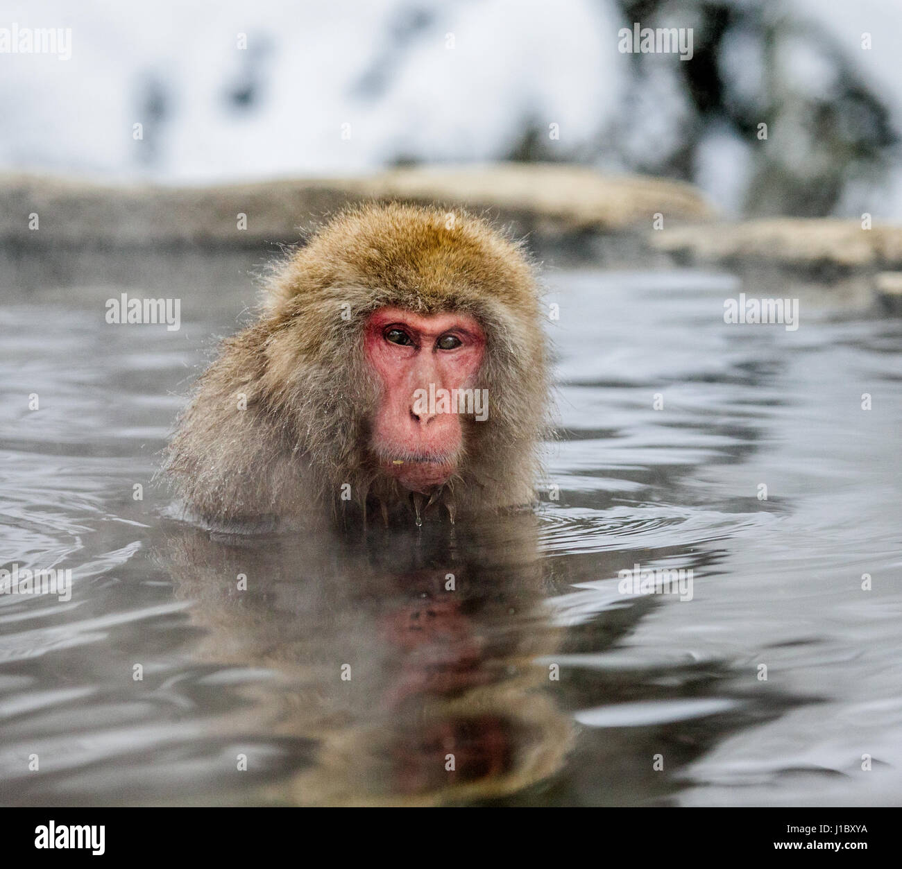 Japanese macaque sitting in water in a hot spring. Japan. Nagano ...