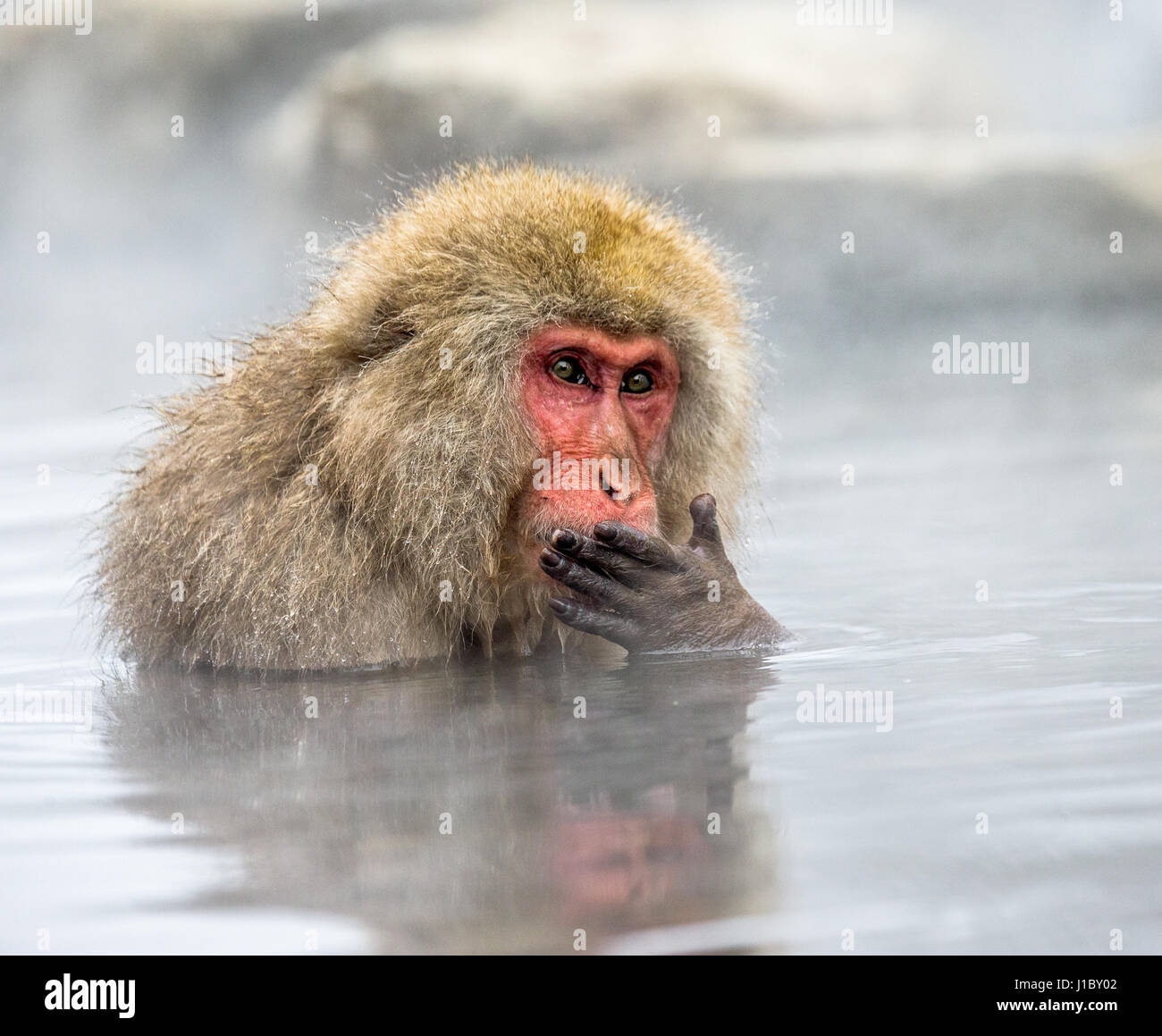 Japanese macaque sitting in water in a hot spring. Japan. Nagano ...