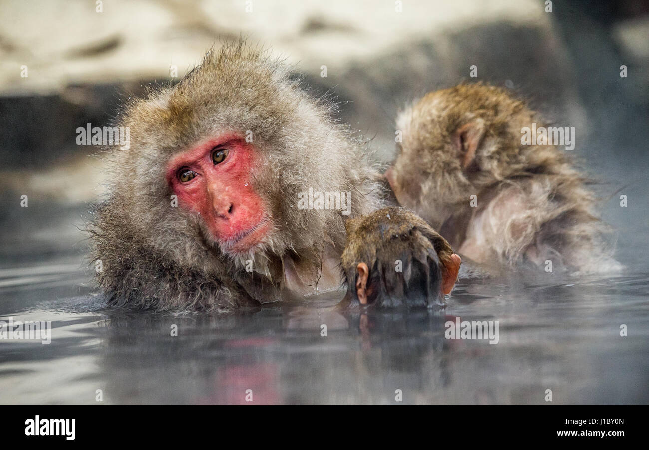 Group of Japanese macaques sitting in water in a hot spring. Japan ...