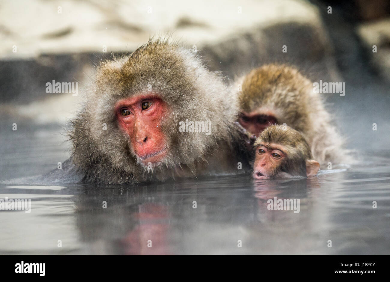Group of Japanese macaques sitting in water in a hot spring. Japan ...