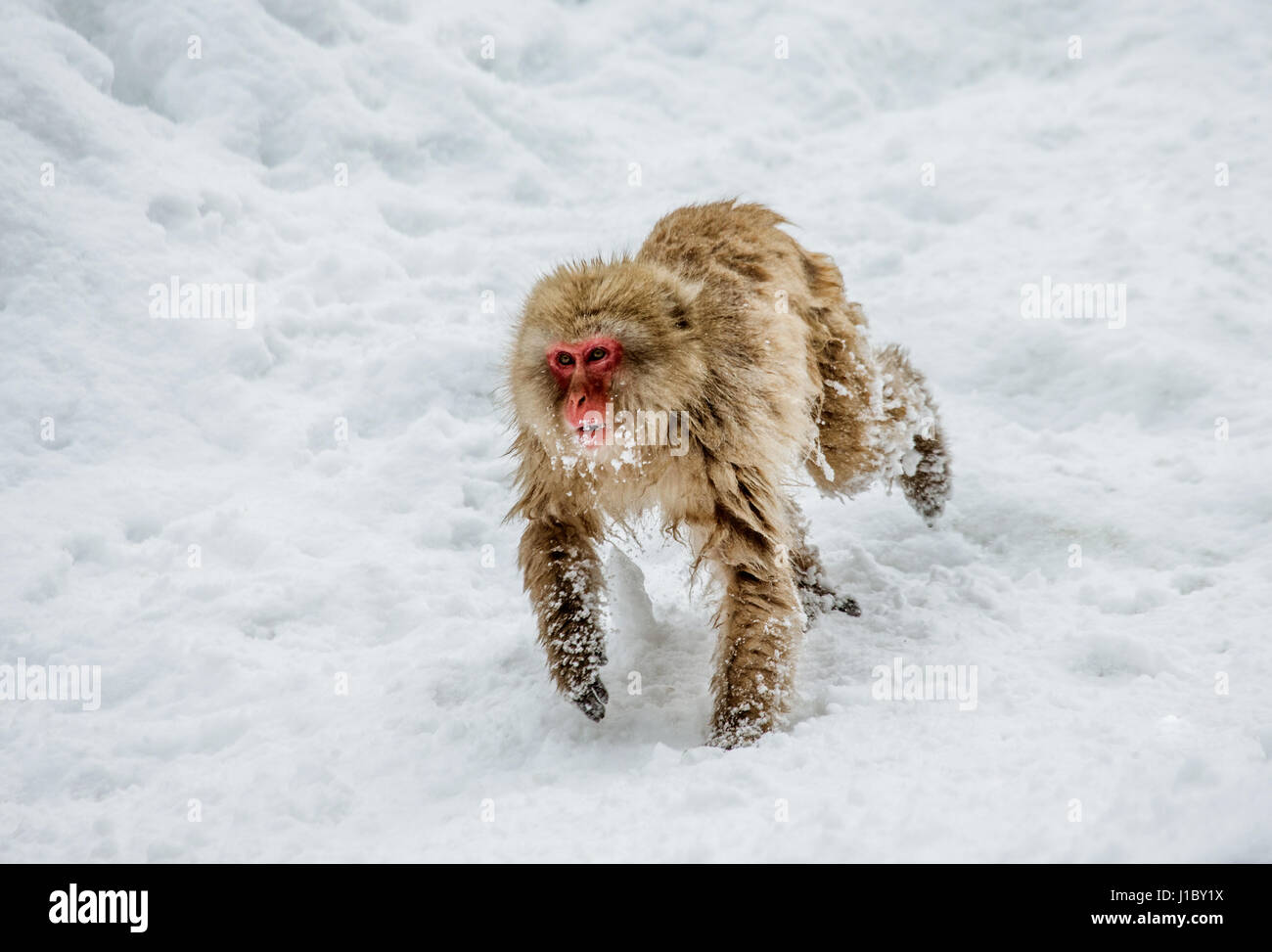 Japanese Macaque standing on hind legs in the snow. Japan. Nagano ...