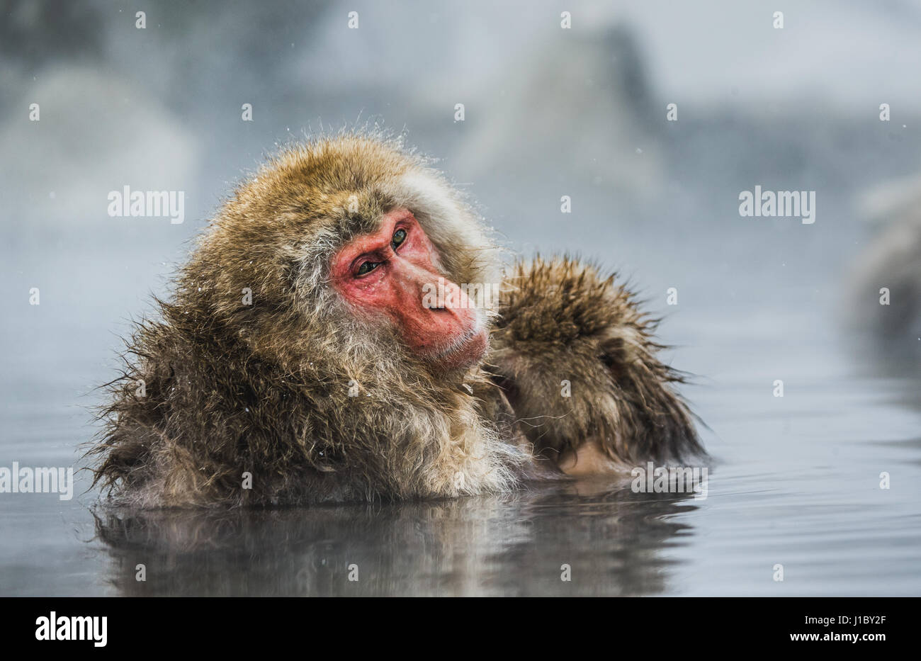 Two Japanese macaques sitting in water in a hot spring. Japan. Nagano ...