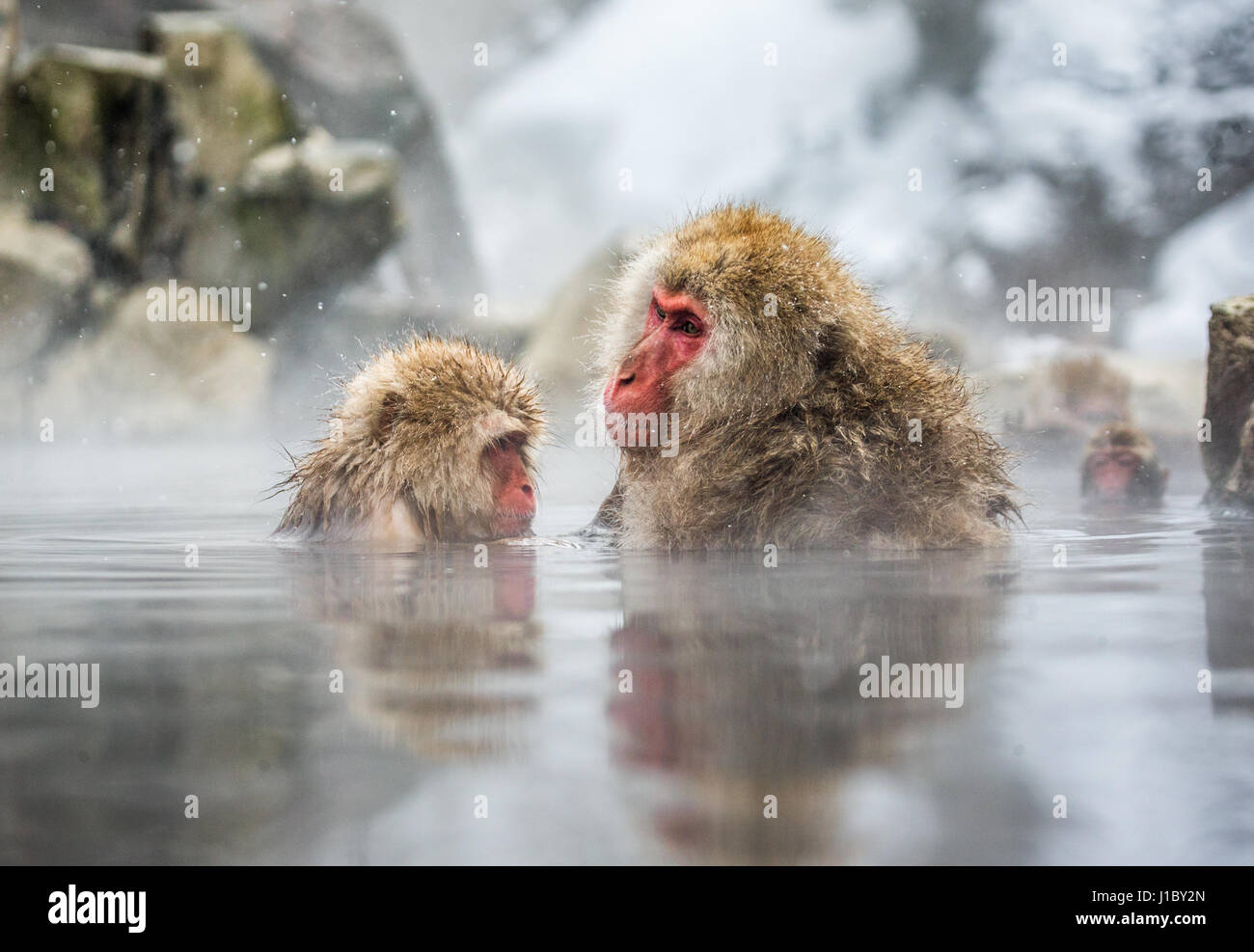 Two Japanese macaques sitting in water in a hot spring. Japan. Nagano ...
