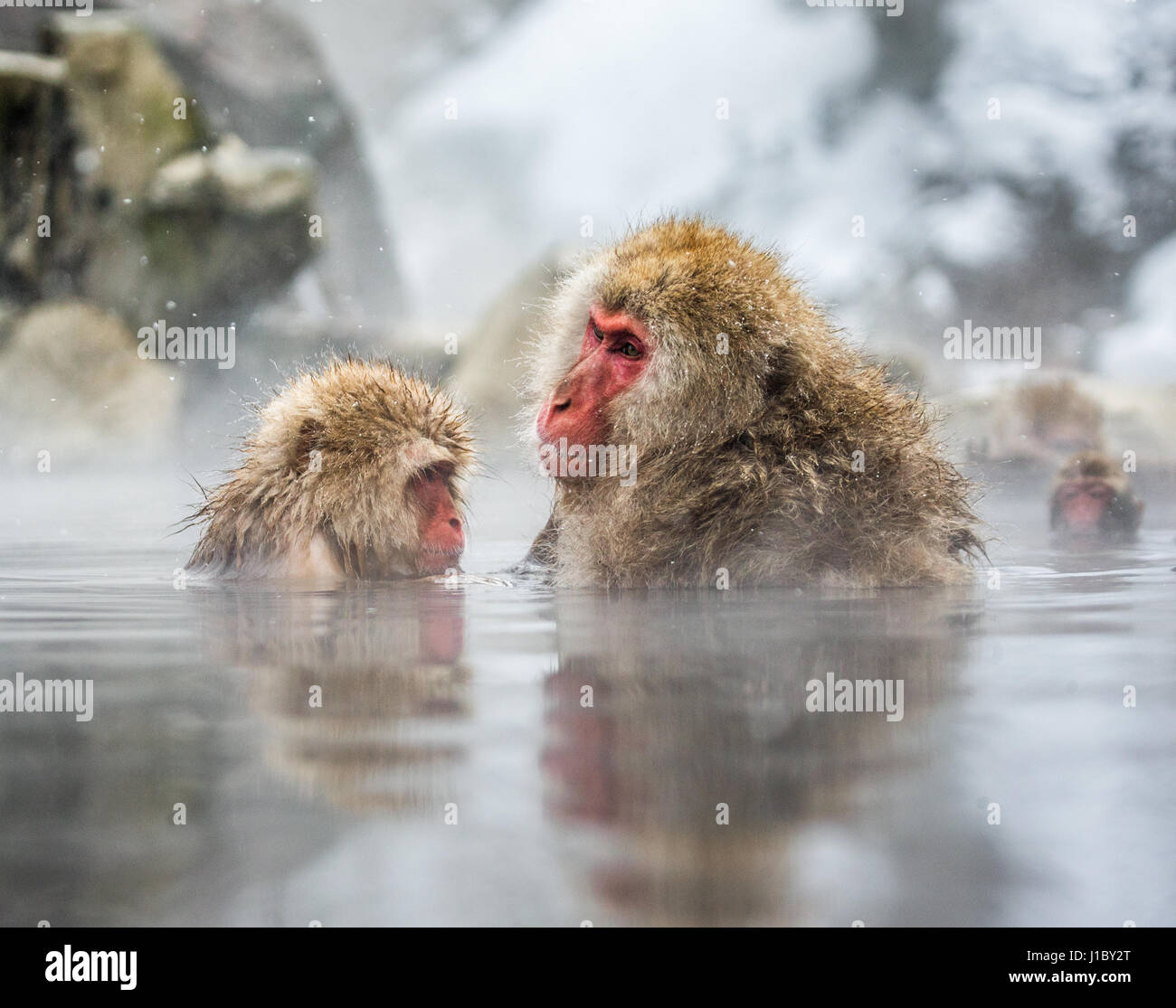 Two Japanese macaques sitting in water in a hot spring. Japan. Nagano ...