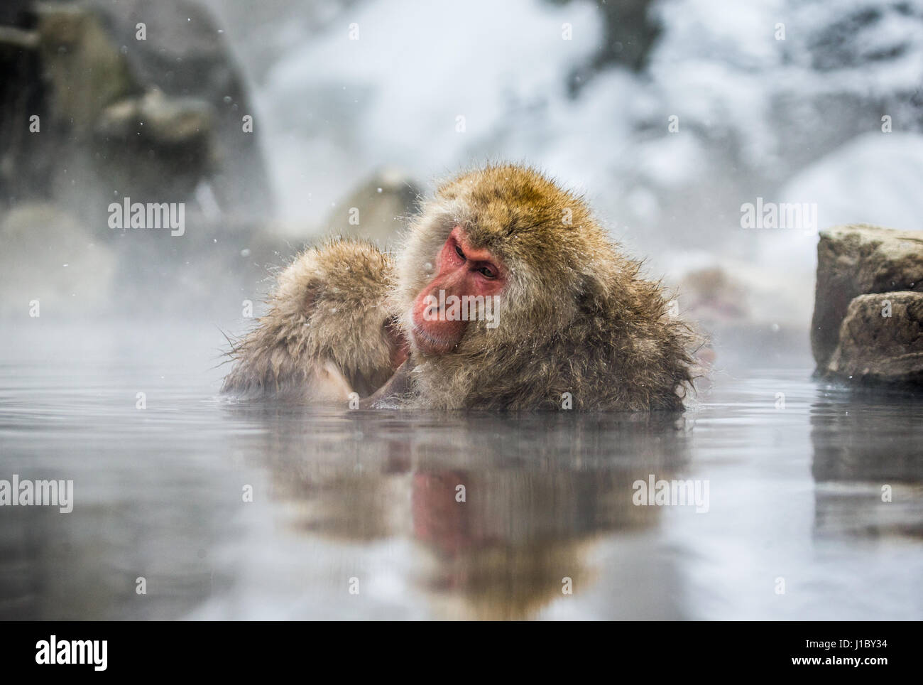 Two Japanese macaques sitting in water in a hot spring. Japan. Nagano ...