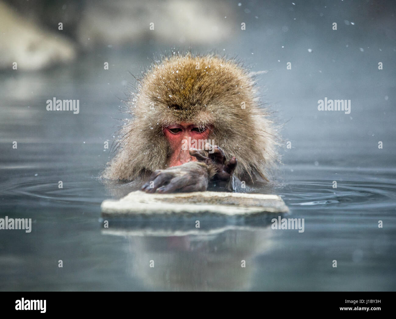 Japanese macaque sitting in water in a hot spring. Japan. Nagano ...