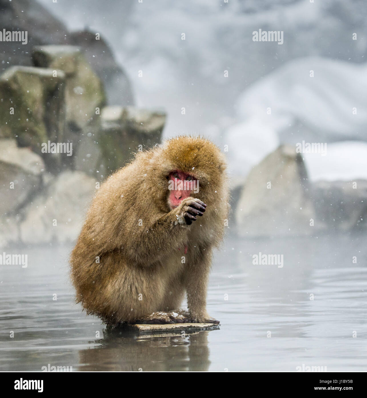 Japanese macaque sitting in water in a hot spring. Japan. Nagano ...