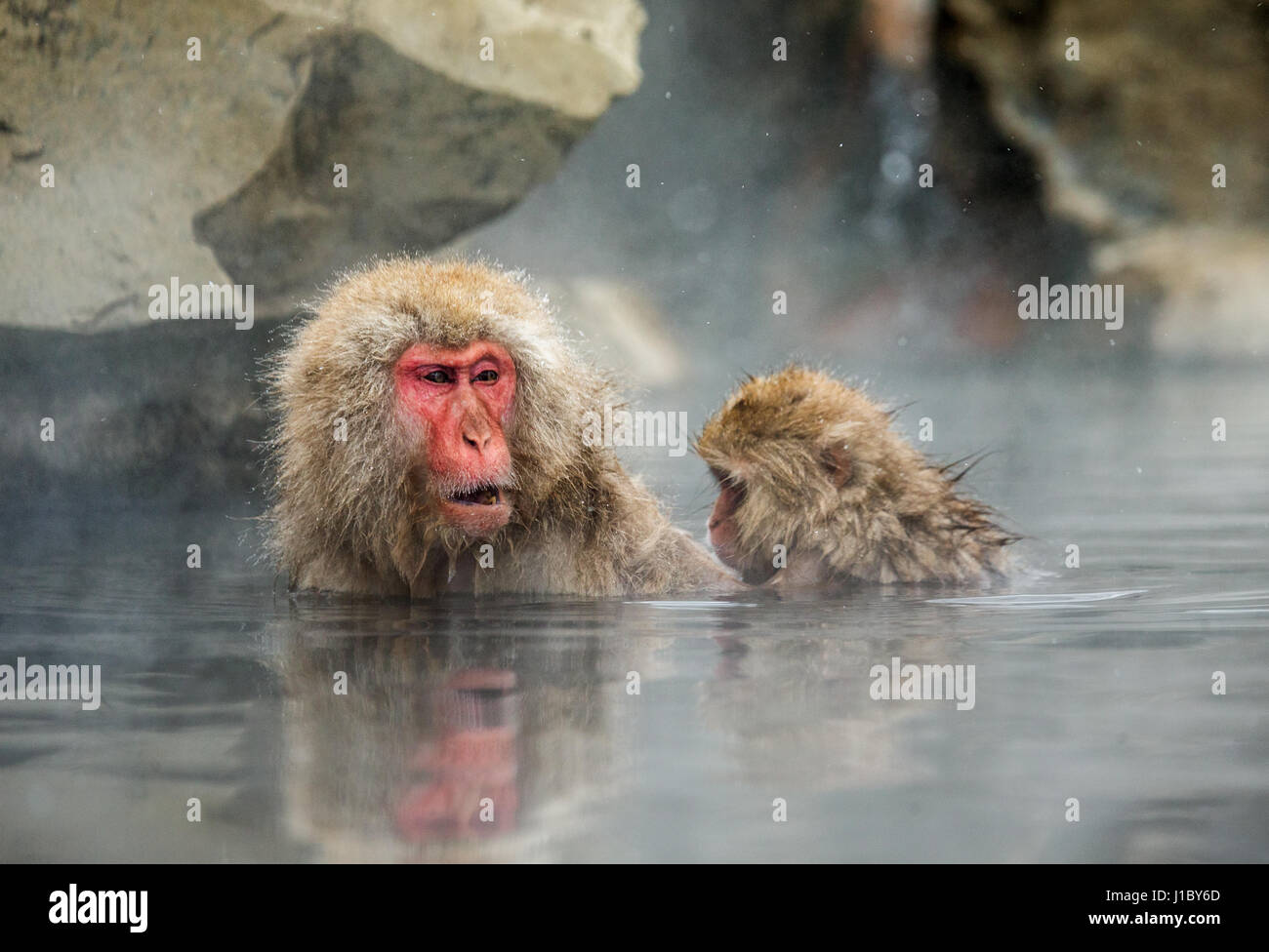 Two Japanese macaques sitting in water in a hot spring. Japan. Nagano ...