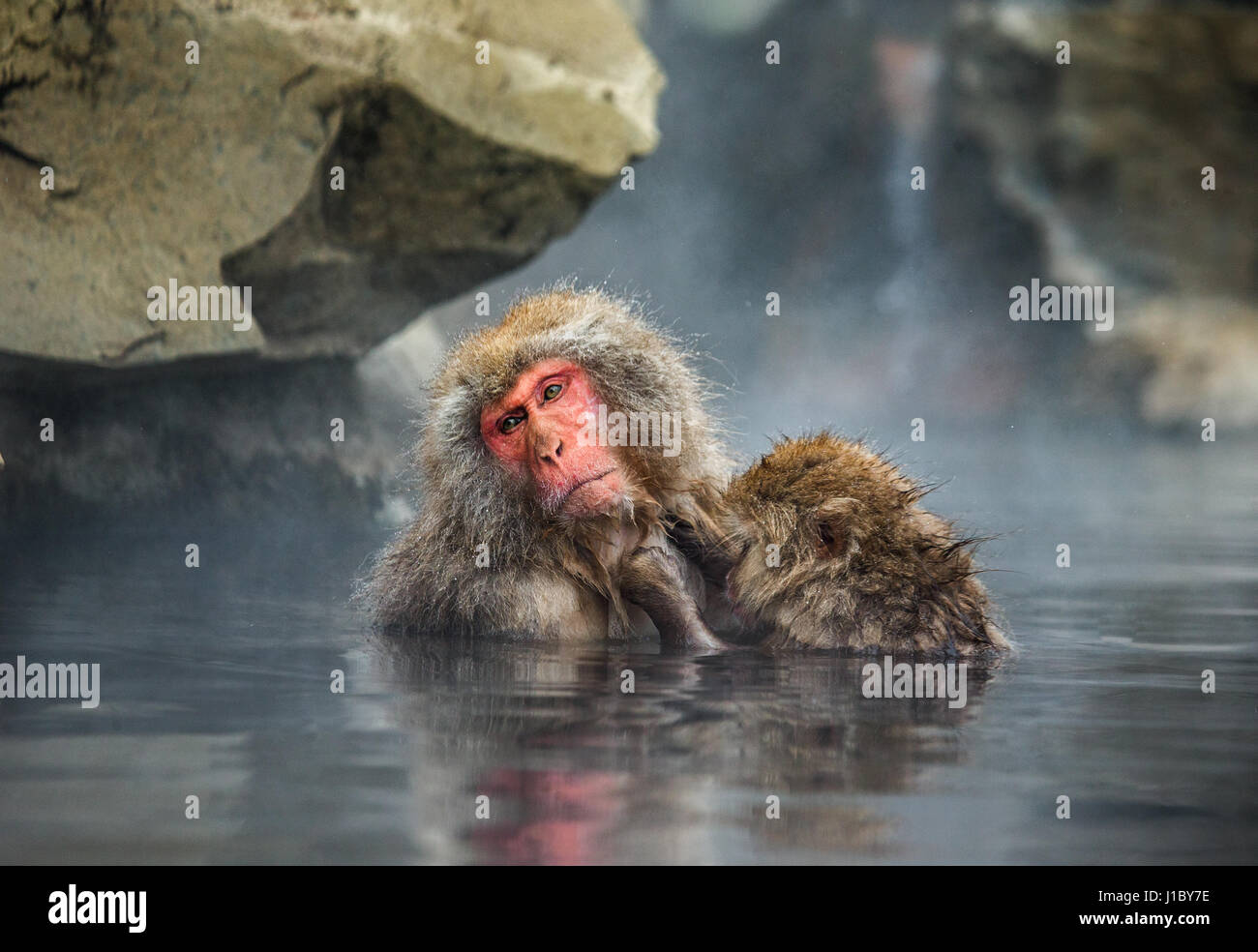 Two Japanese macaques sitting in water in a hot spring. Japan. Nagano ...