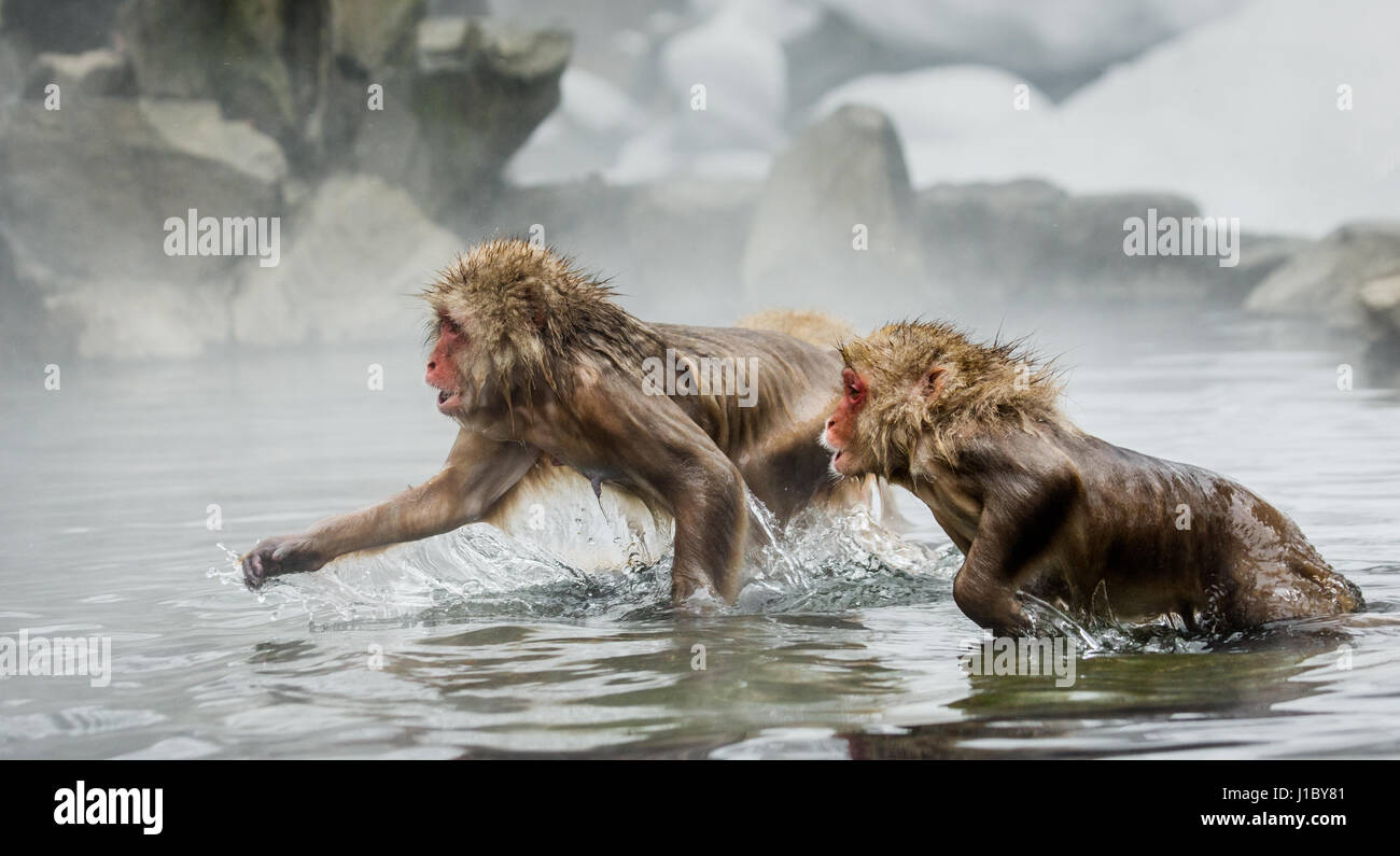 Two Japanese macaques sitting in water in a hot spring. Japan. Nagano ...