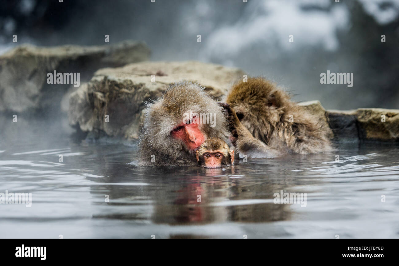 Group of Japanese macaques sitting in water in a hot spring. Japan ...