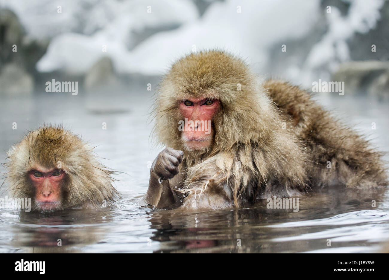 Group of Japanese macaques sitting in water in a hot spring. Japan ...