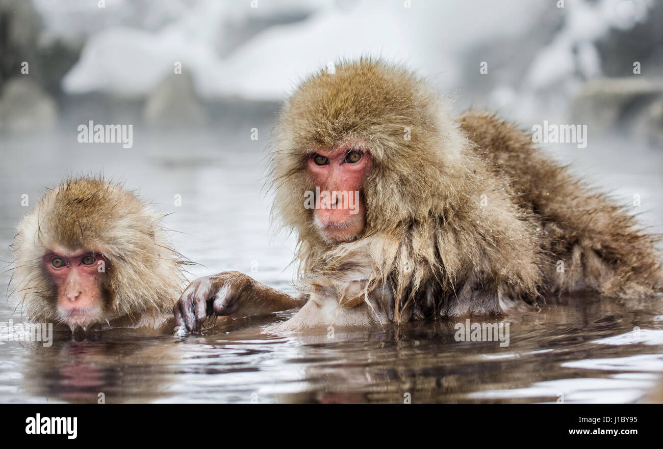 Group of Japanese macaques sitting in water in a hot spring. Japan ...