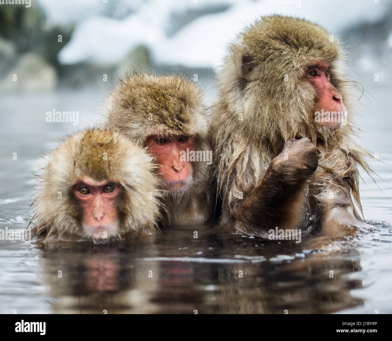 Group of Japanese macaques sitting in water in a hot spring. Japan ...