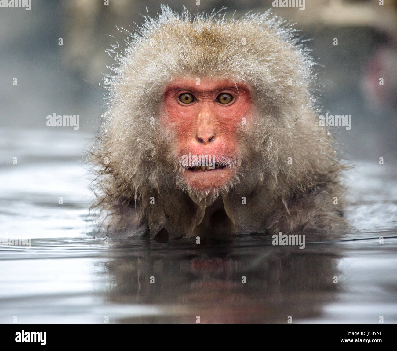 Japanese macaque sitting in water in a hot spring. Japan. Nagano ...