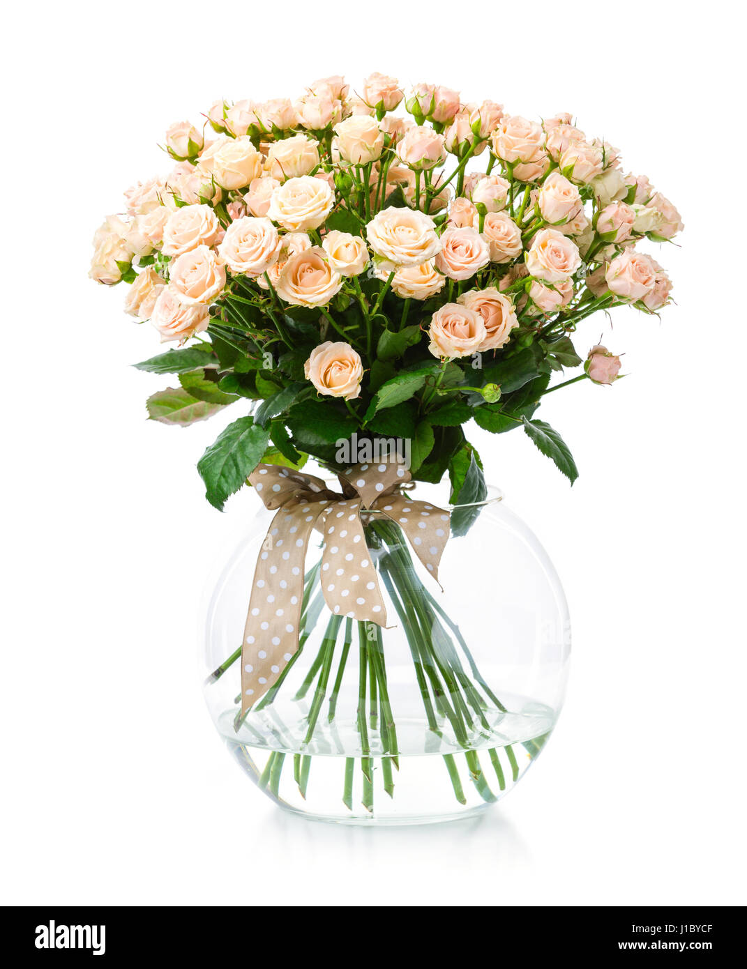 Cream roses Cut Out Stock Images & Pictures - Alamy