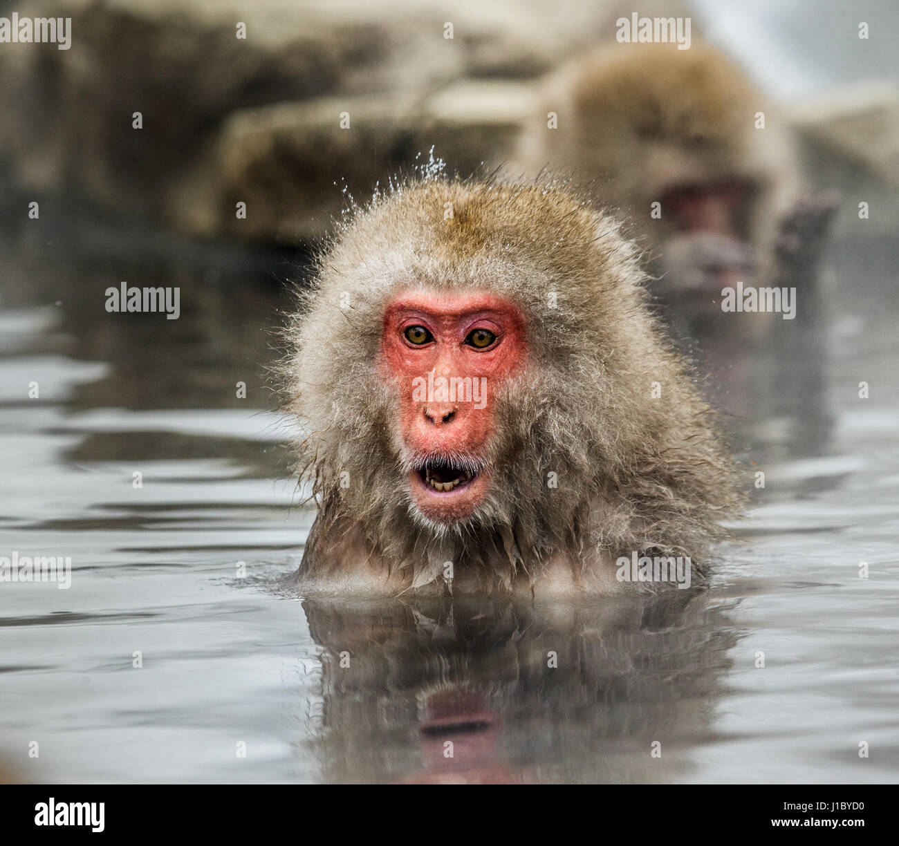 Japanese macaque sitting in water in a hot spring. Japan. Nagano ...
