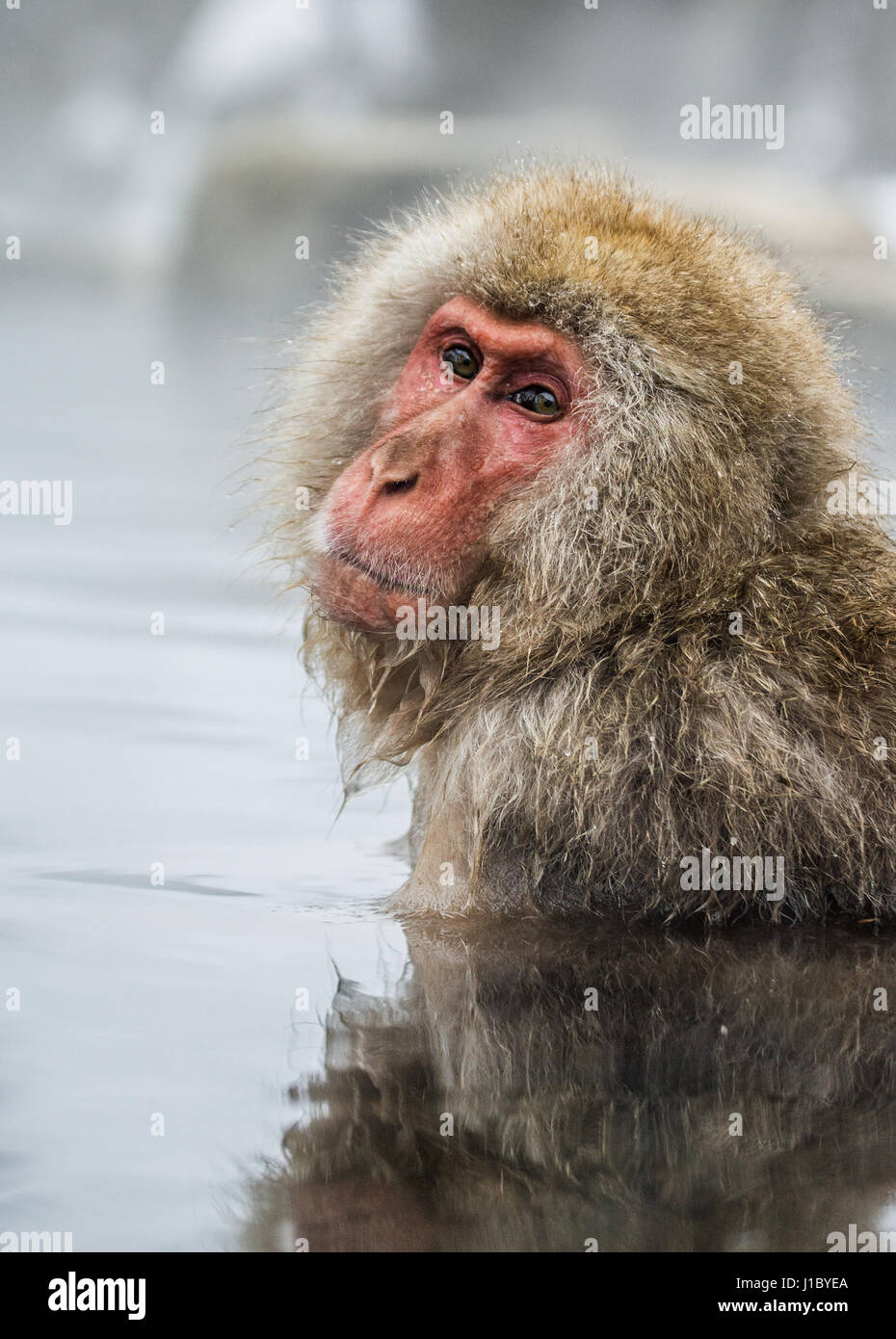 Japanese macaque sitting in water in a hot spring. Japan. Nagano ...