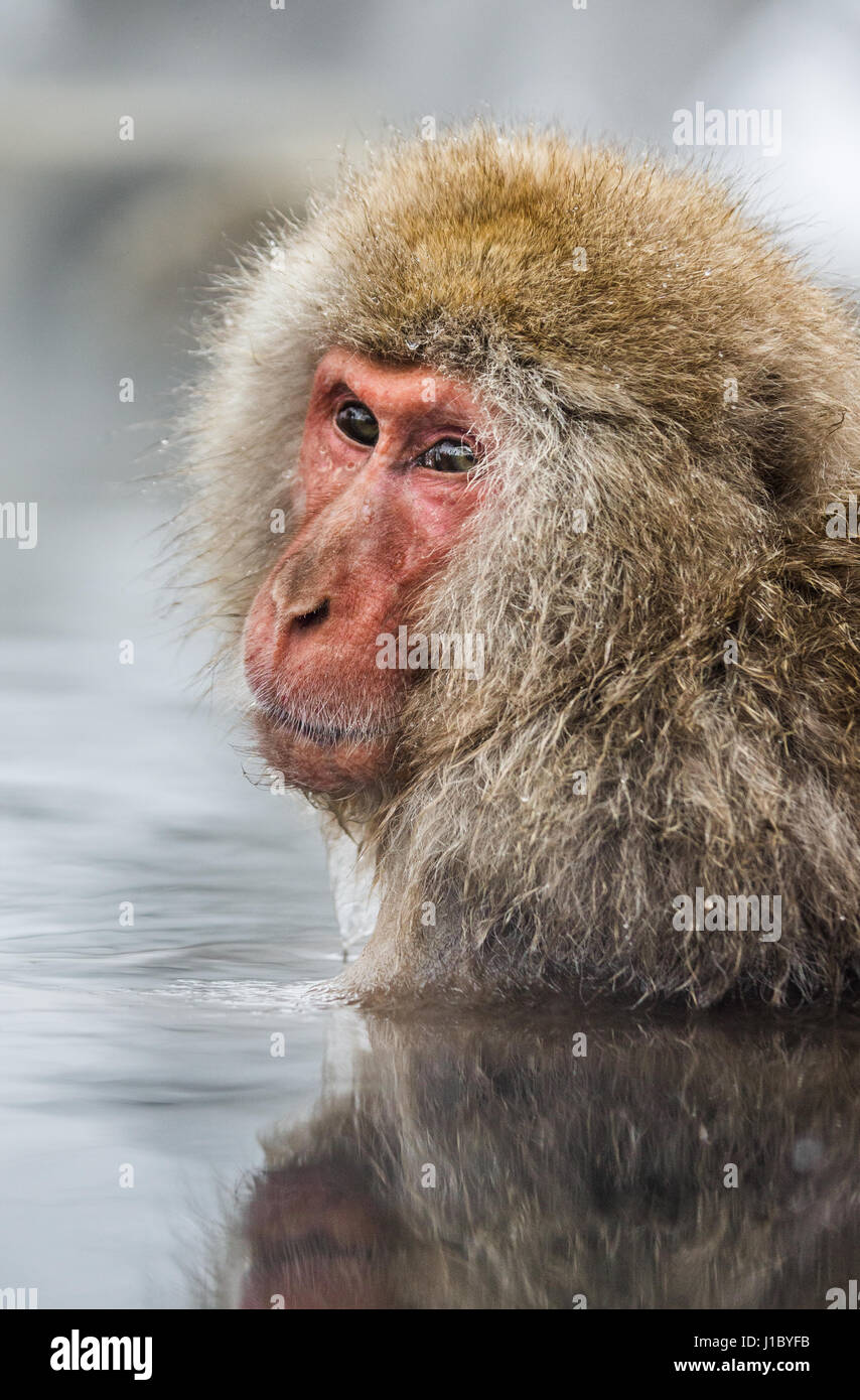 Japanese macaque sitting in water in a hot spring. Japan. Nagano ...