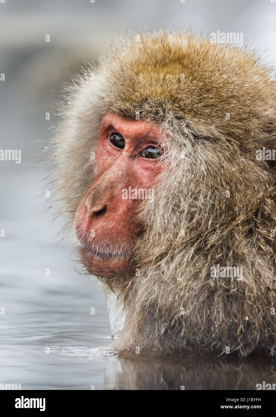 Japanese macaque sitting in water in a hot spring. Japan. Nagano ...