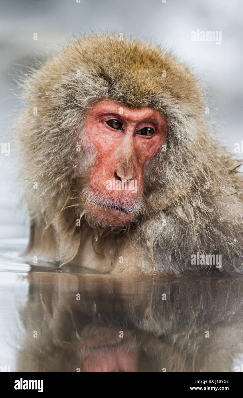 Japanese macaque sitting in water in a hot spring. Japan. Nagano ...