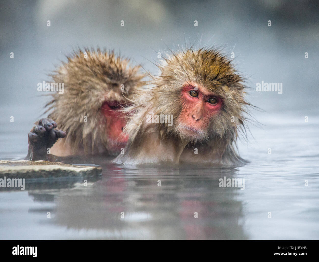 Two Japanese macaques sitting in water in a hot spring. Japan. Nagano ...