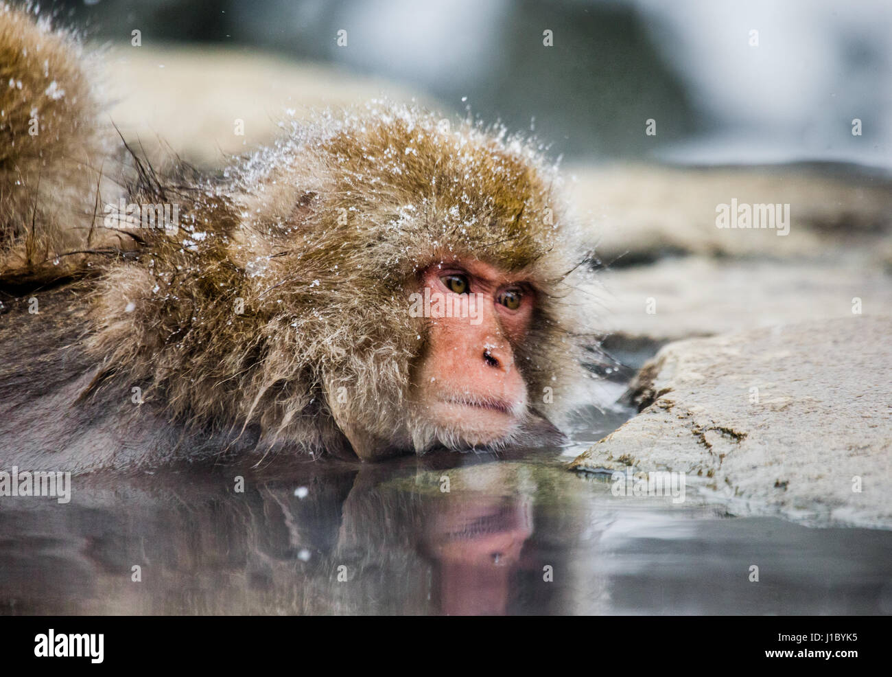 Japanese macaque sitting in water in a hot spring. Japan. Nagano ...