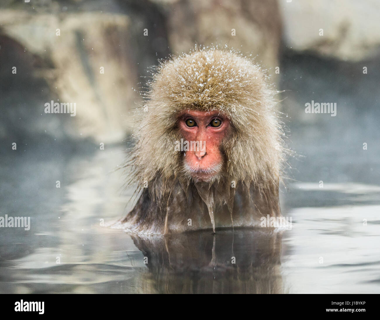 Japanese macaque sitting in water in a hot spring. Japan. Nagano ...